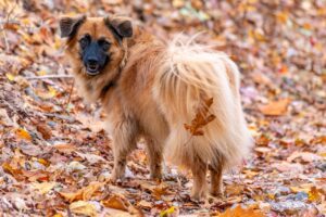 Botfly in Dogs: Symptoms, Treatment & Prevention Guide