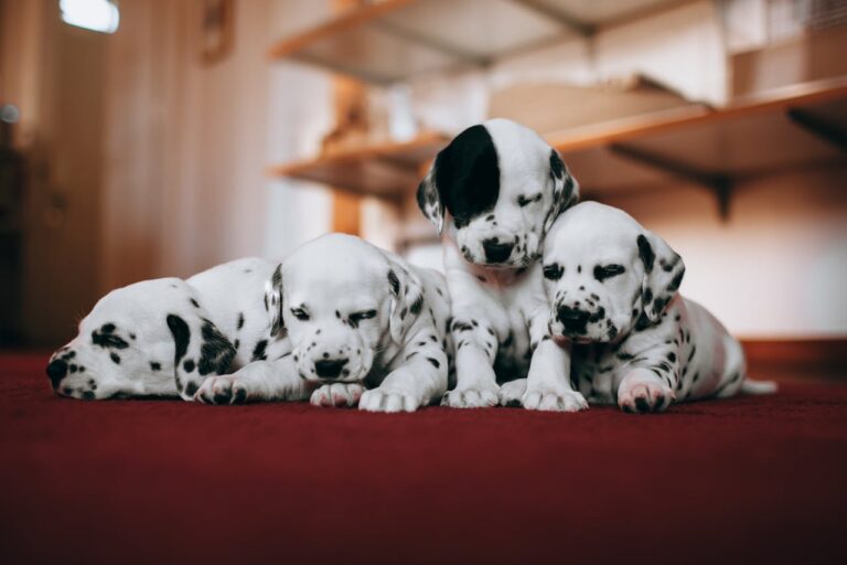 Dog Litter 101: What It Is & How to Use It Right
